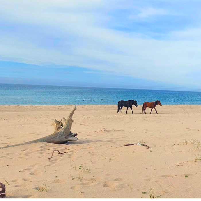 Book | Sable Ocean Adventures